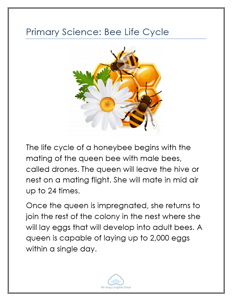 The Life Cycle of a Honey Bee: Free Primary Science Worksheets - Mr ...